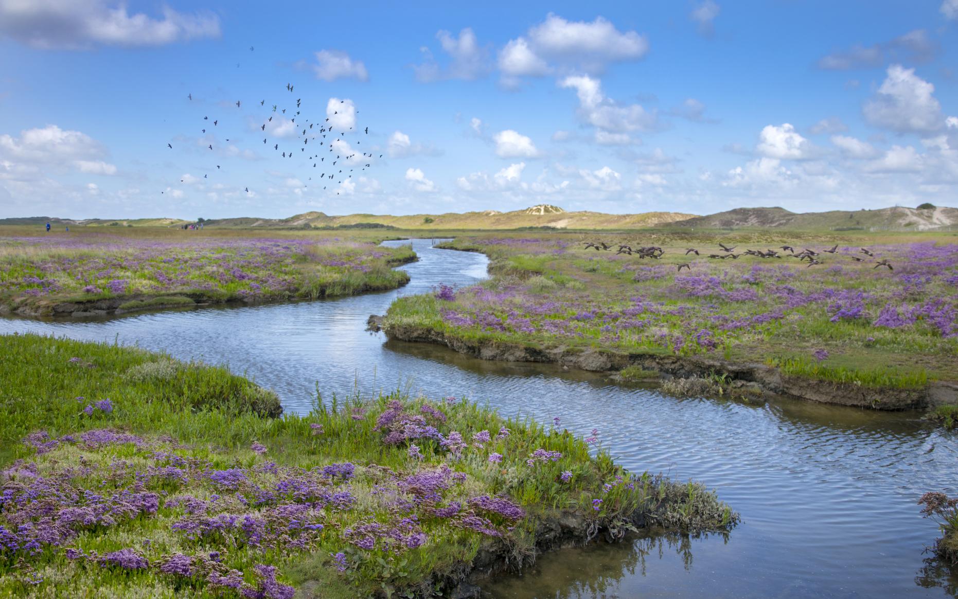 Zwin | Geopark Schelde Delta