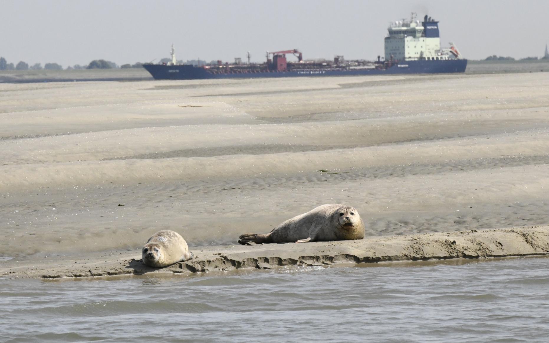Western Scheldt | Geopark Schelde Delta